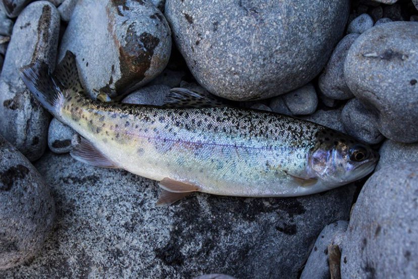 Big Cimarron River Ranch