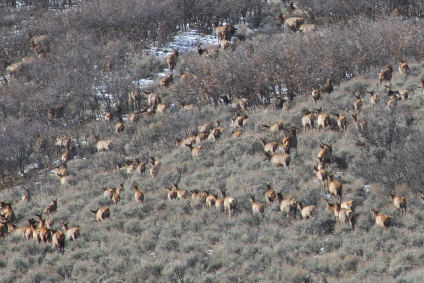 Draw-tag and controlled-hunt applications are due soon - Harrigan Land ...