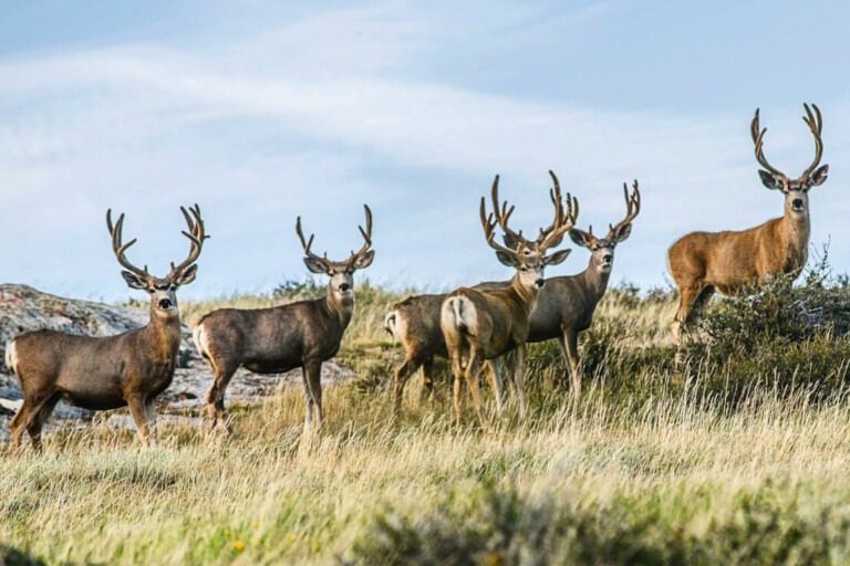 The Difference Between a Farm and a Ranch Explained.