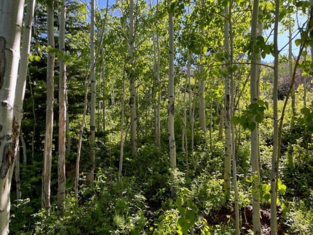 Independence Mountain Ranch