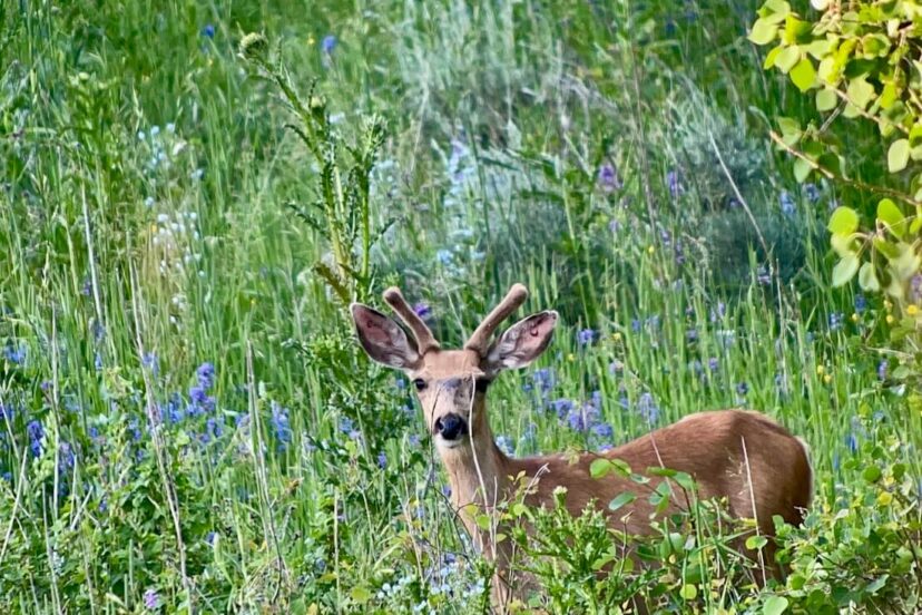 Hidden Springs Ranch