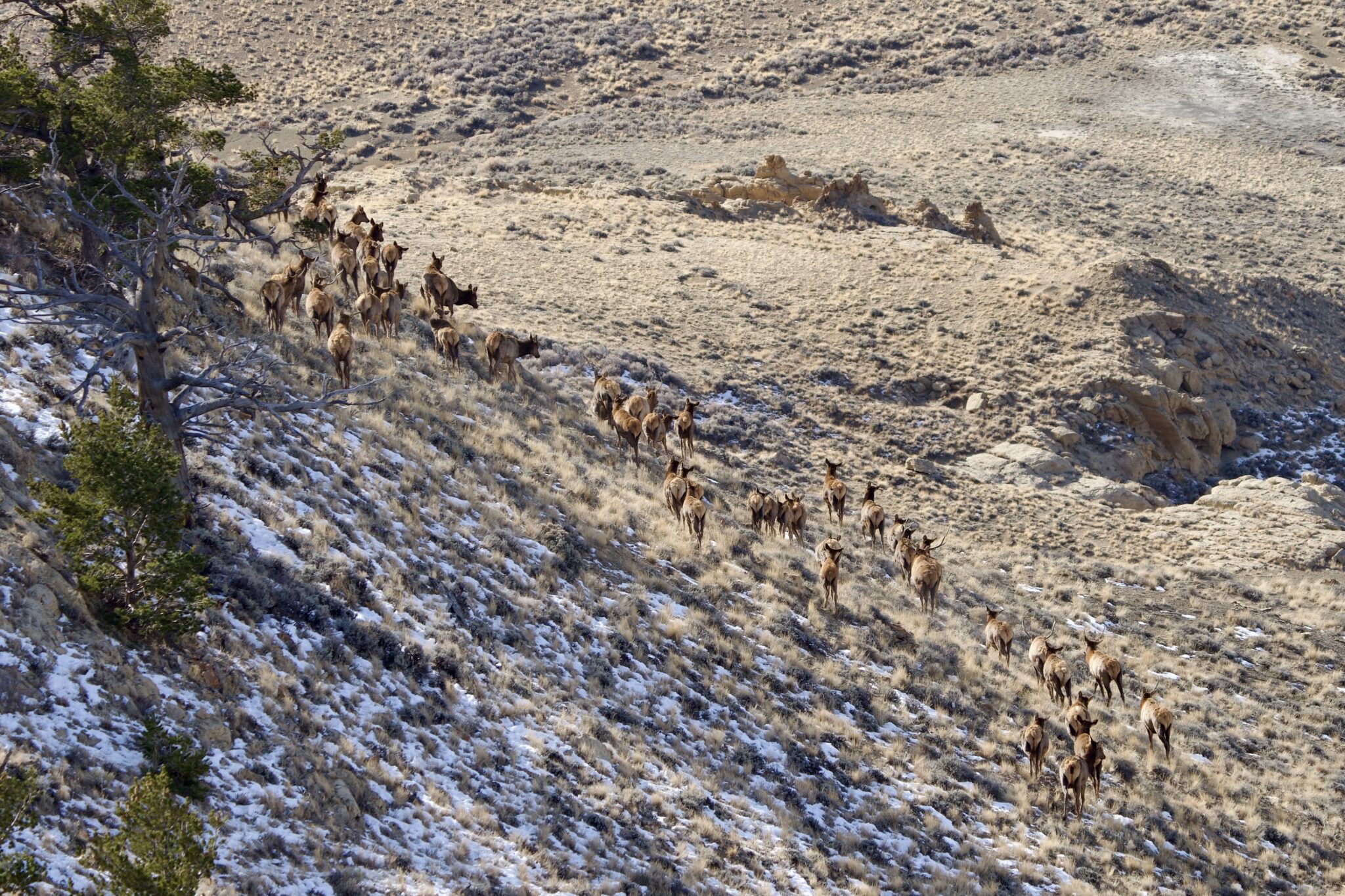 How do elk survive harsh western winters? - Harrigan Land Company