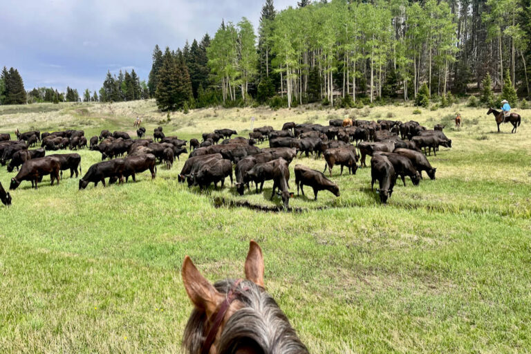 High Country Ranch - Harrigan Land Company